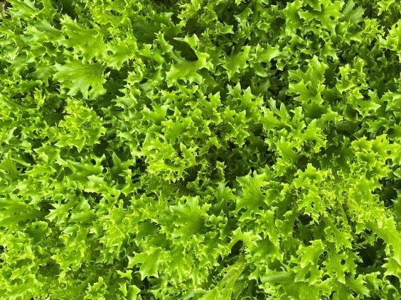 Our Produce - BARE ROOTS ORGANICS